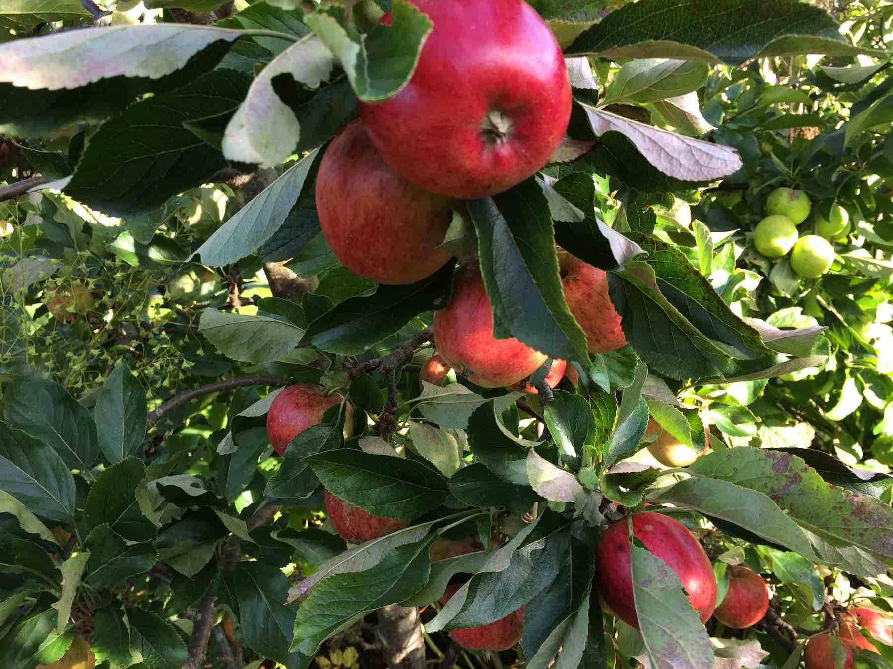 Apple Katy-01.jpg | Motorhomer