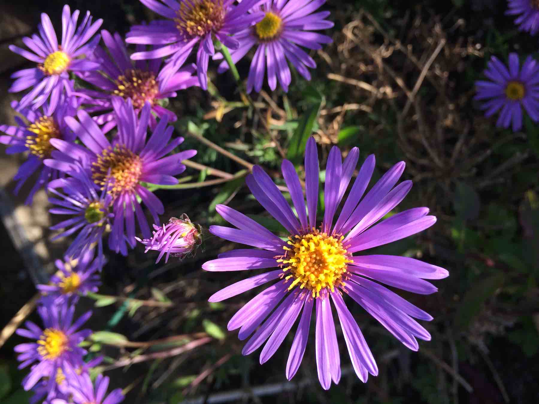 Dwarf perennial aster.jpg | Motorhomer